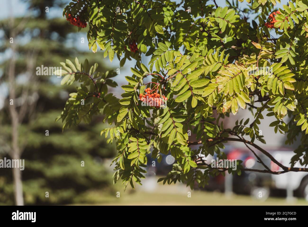Small Red Berries on a tree in public park Stock Photo - Alamy
