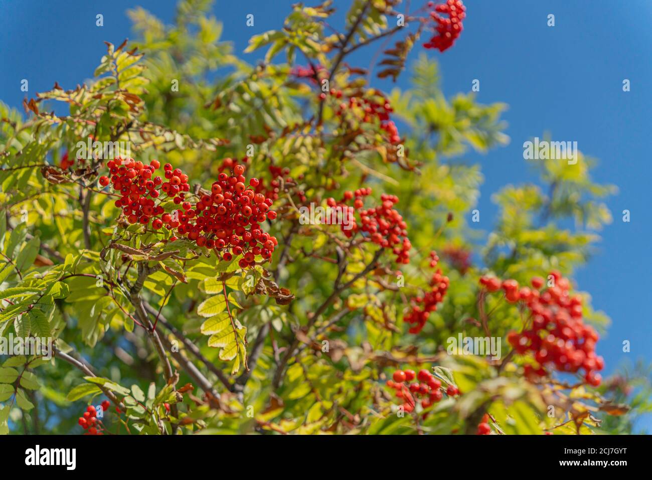 Red small berries hi-res stock photography and images - Alamy