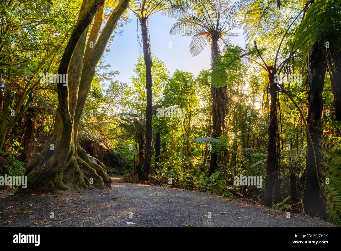 Tree Roots Growing Through Rock High Resolution Stock Photography and ...