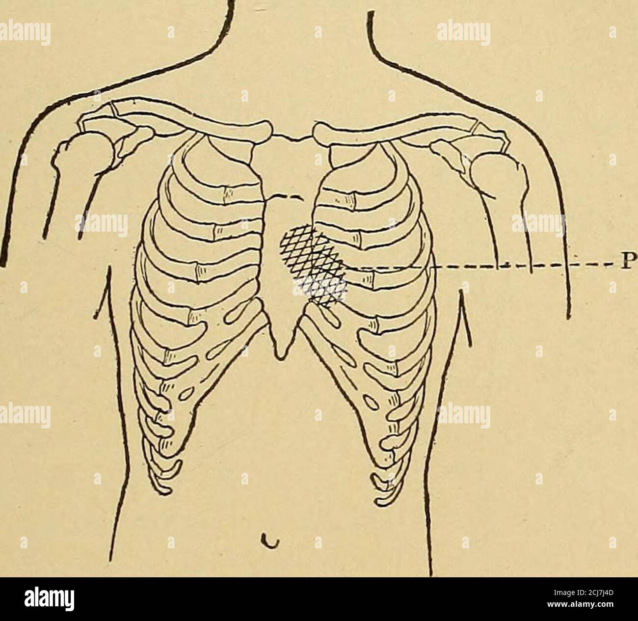 Pericardial layer hi-res stock photography and images - Alamy