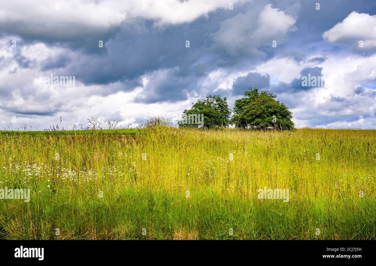 Rural summer landscape with two trees standing side by side in the ...