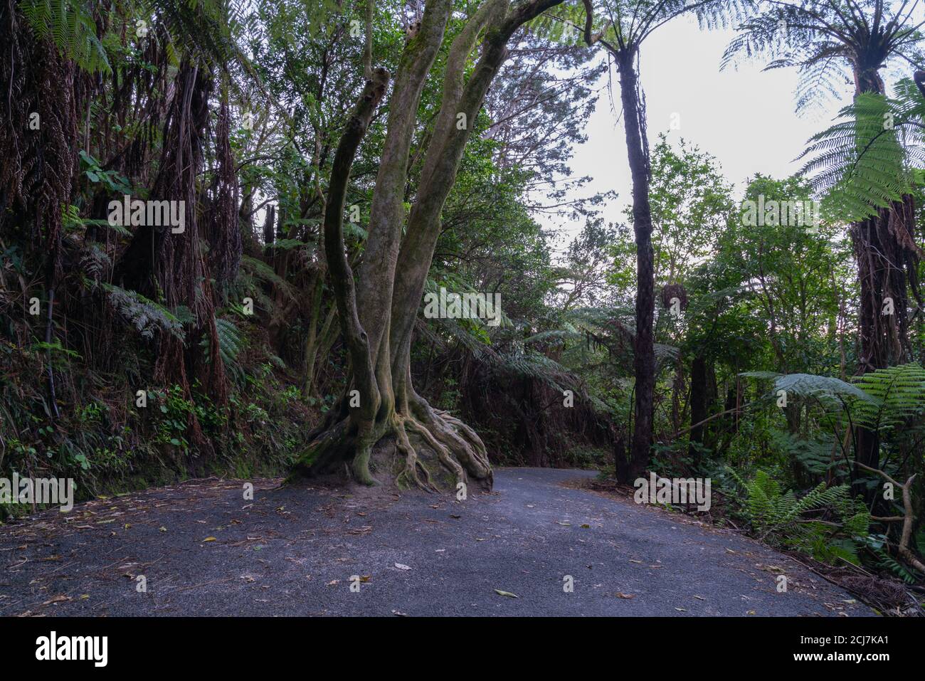 Tree Roots Growing Through Rock High Resolution Stock Photography and ...