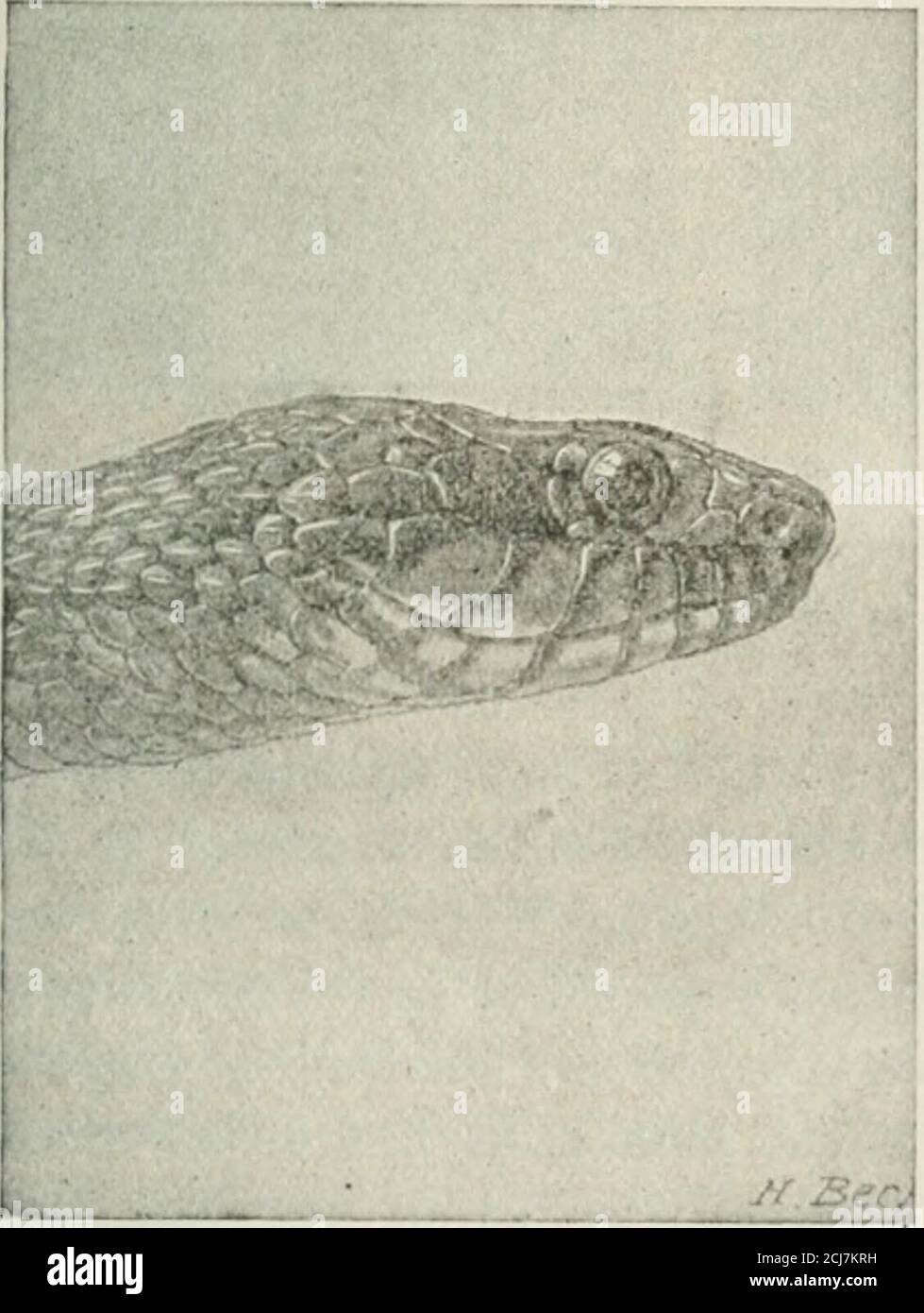 . Annual and analytical cyclopedia of practical medicine; . Fig. (i ...