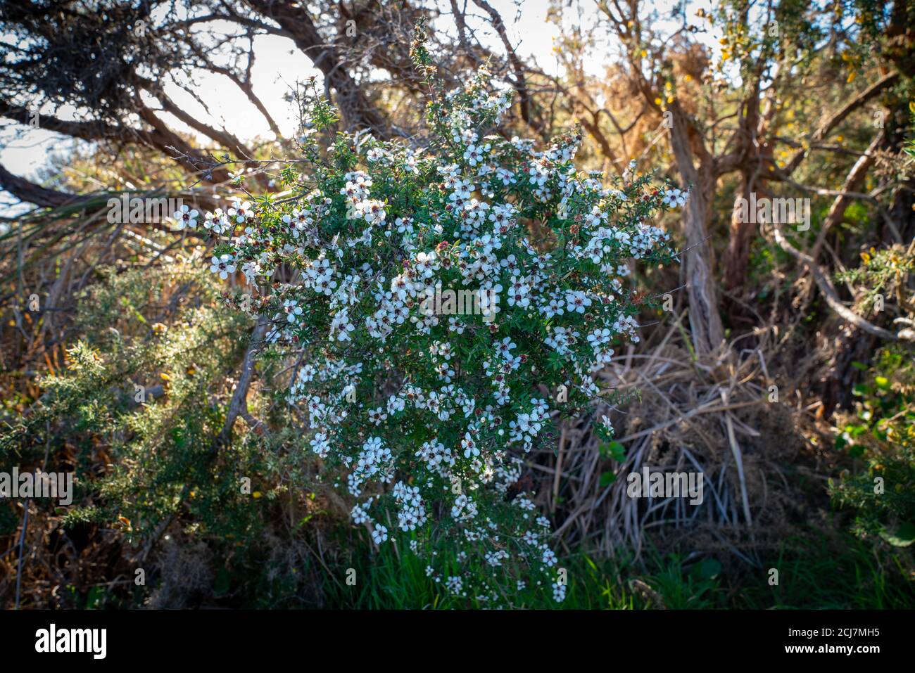 White manuka bush in spring flower in natural bush environmental Stock ...