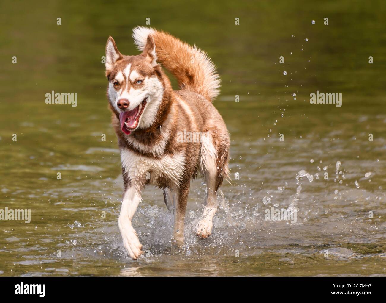 Brown husky hi-res stock photography and images - Alamy