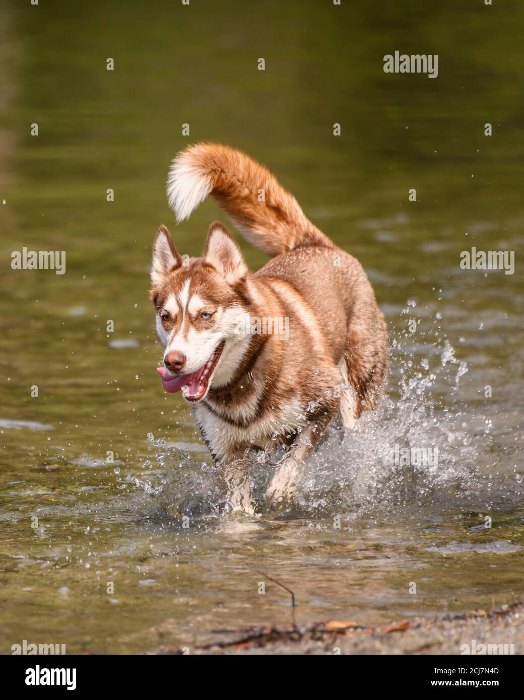 Are Huskies Water Dogs