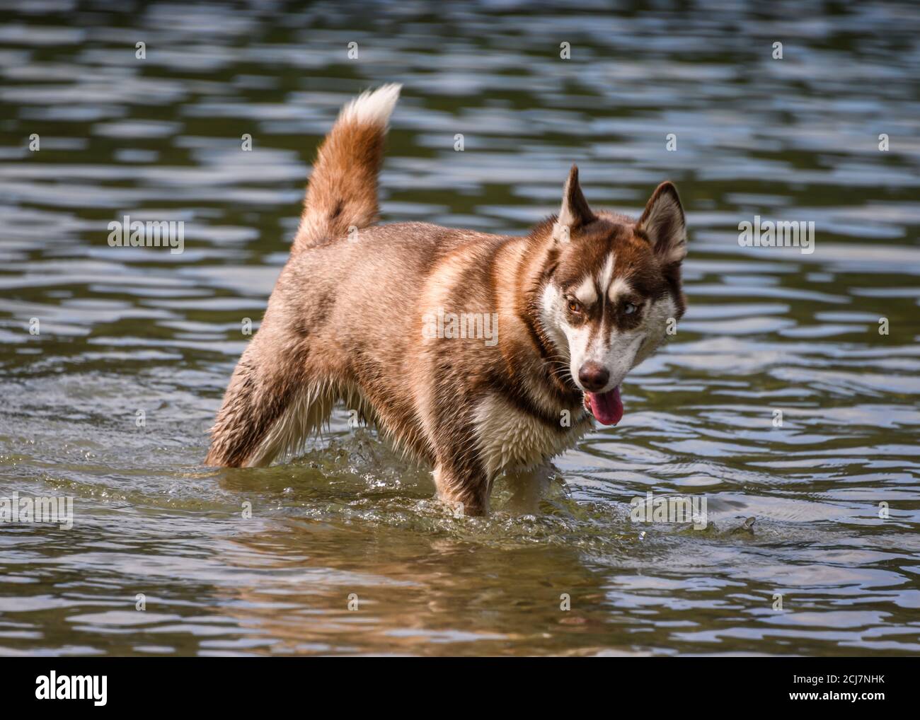 Dog with one brown eye and one blue eye hi-res stock photography and ...
