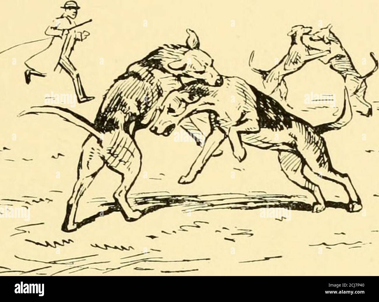 . The foxhound of the twentieth century : the breeding and work of the ...