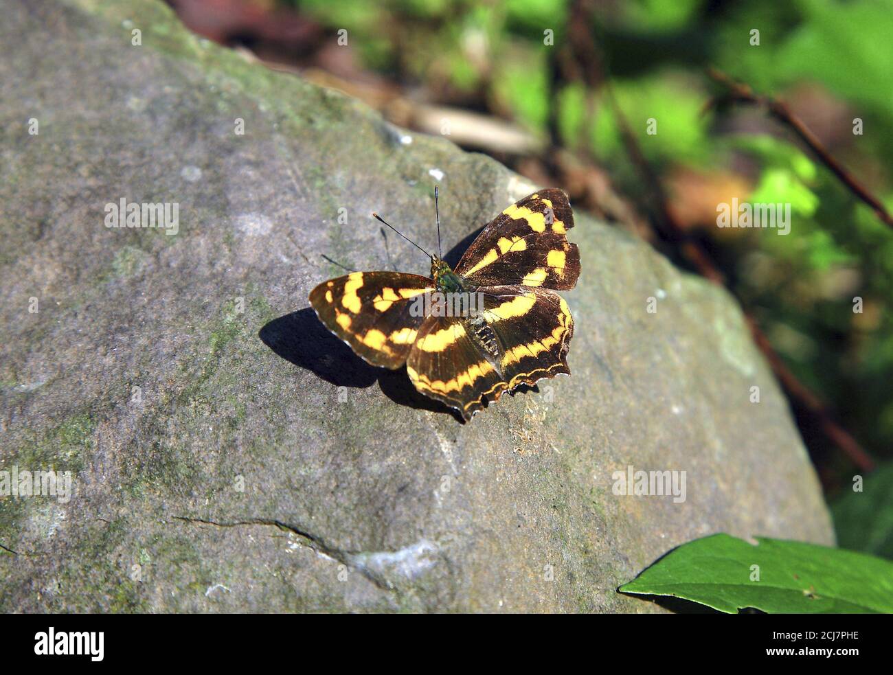 Three line butterfly hi-res stock photography and images - Alamy