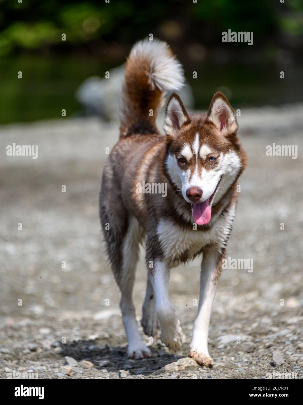 What Is It Called When A Dog Has One Blue Eye And One Brown Eye