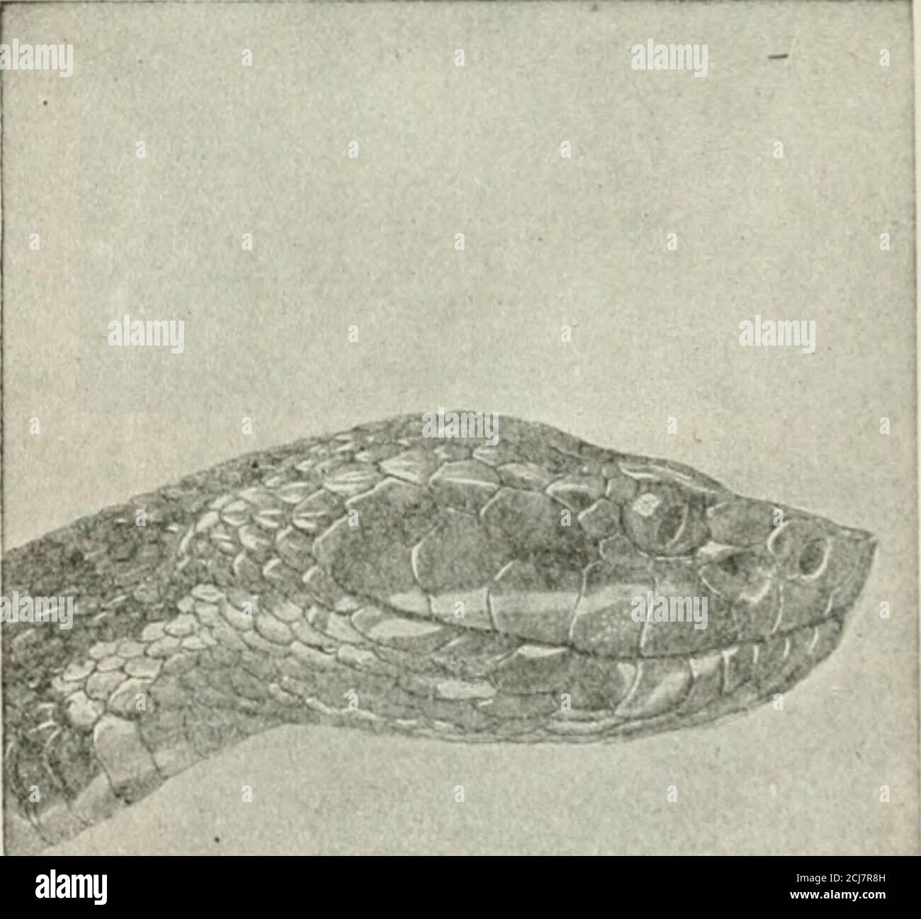 Alternating patches hi-res stock photography and images - Alamy