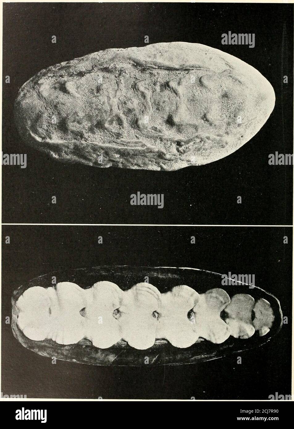 Coat of mail shells hi-res stock photography and images - Alamy