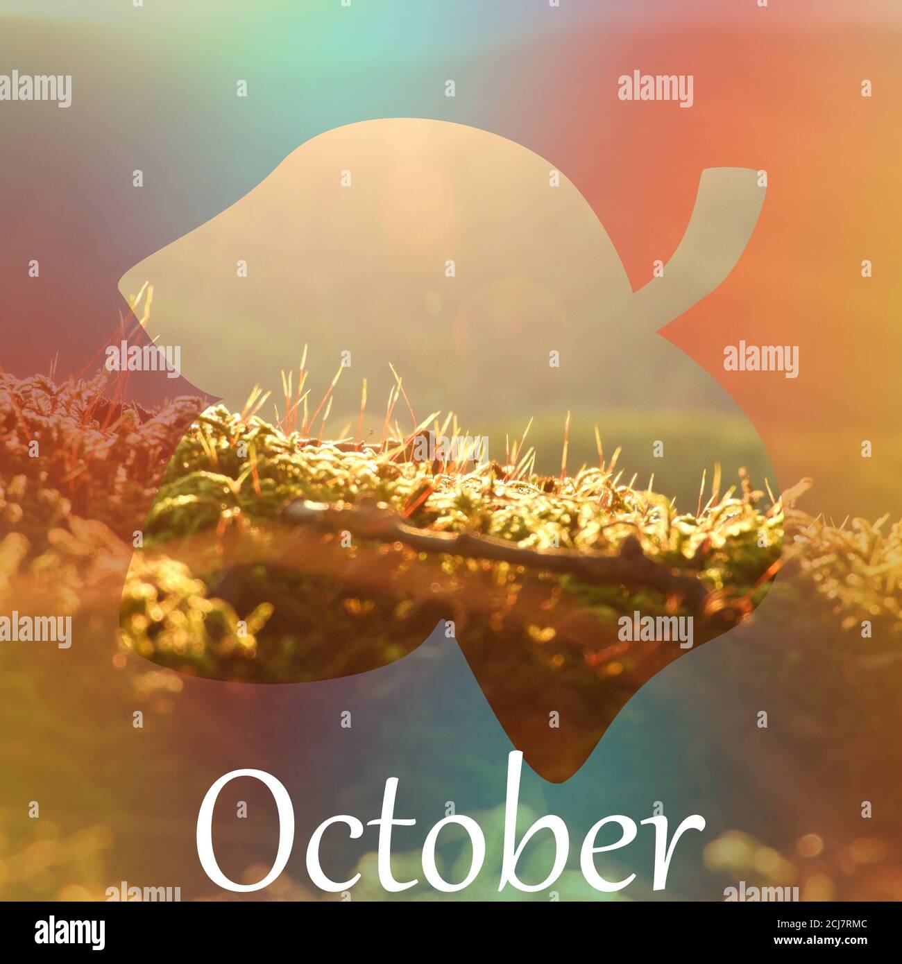 Acorn shape hi-res stock photography and images - Alamy