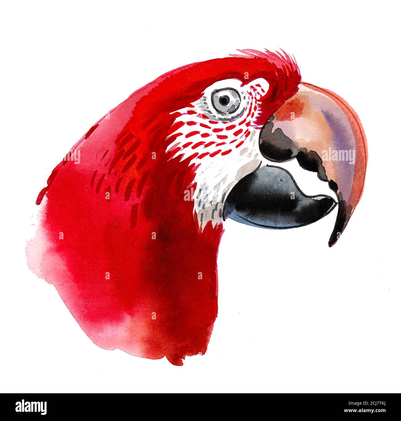 Red parrot head on white background. Ink and watercolor drawing Stock ...
