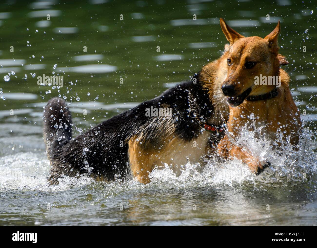 Adorable dogs playing in the water and enjoying the warm weather. Lots ...