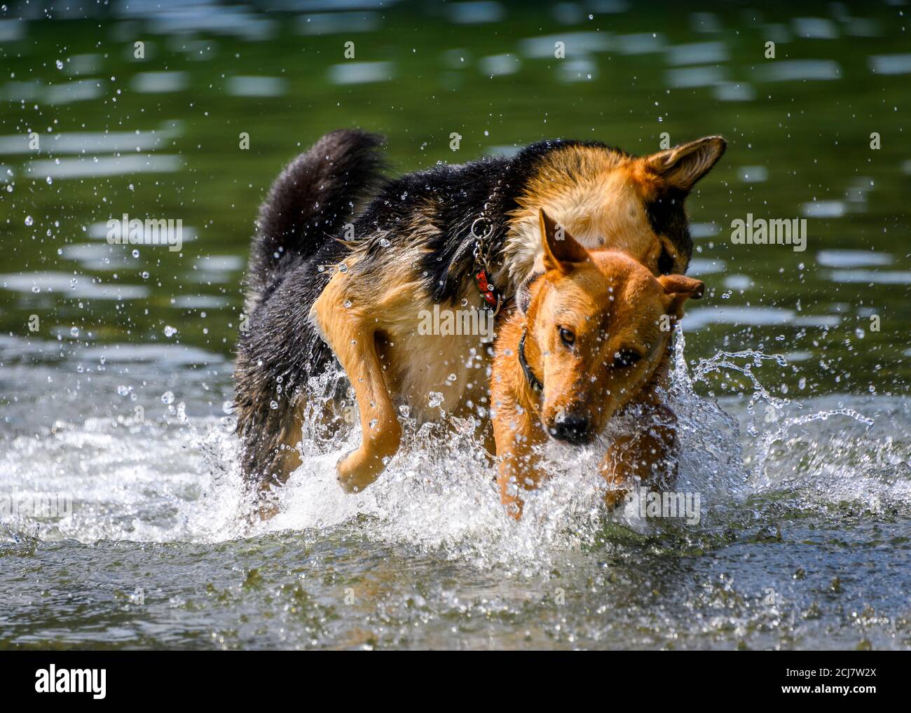 Adorable dogs playing in the water and enjoying the warm weather. Lots ...