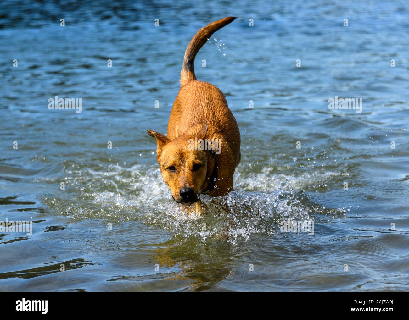 Adorable dog playing in the water and enjoying the warm weather. Lots ...