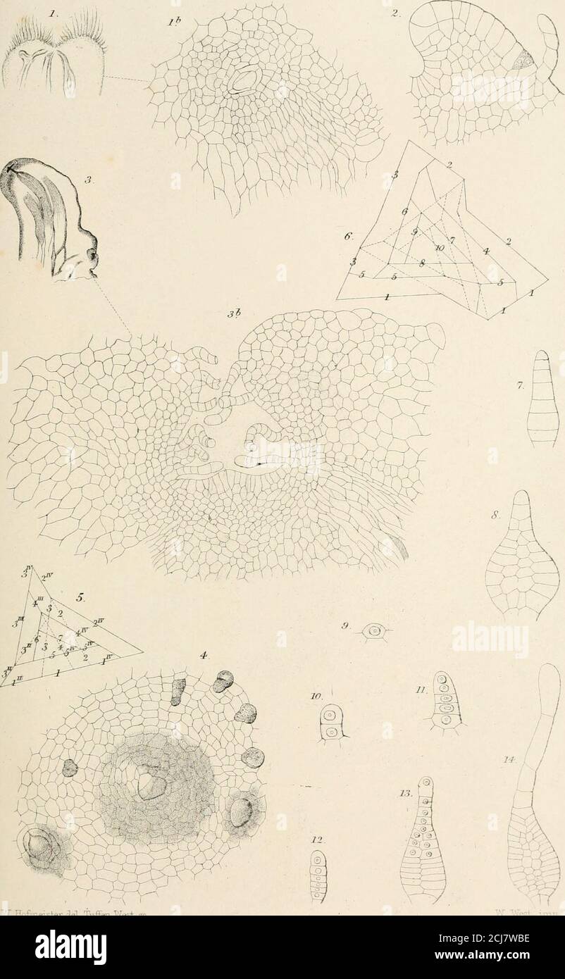 . On the germination, development, and fructification of the higher ...