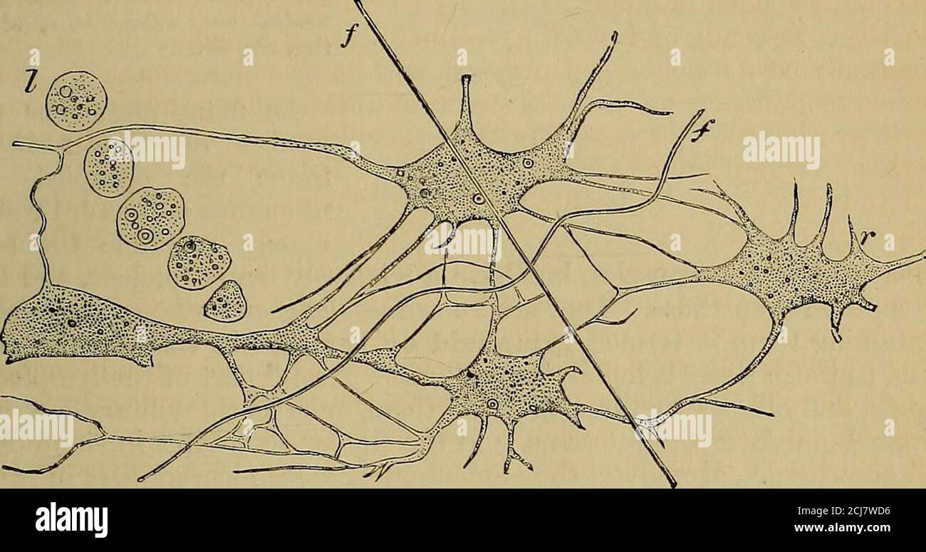 . Quain's elements of anatomy . tissue, being connected here andthere ...