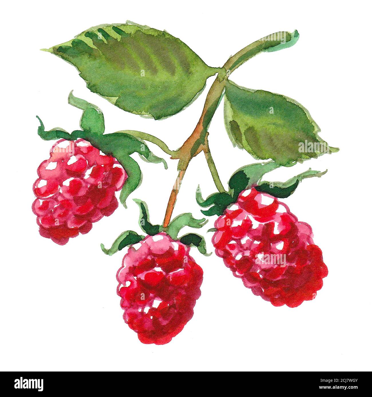 Raspberries drawing hi-res stock photography and images - Alamy