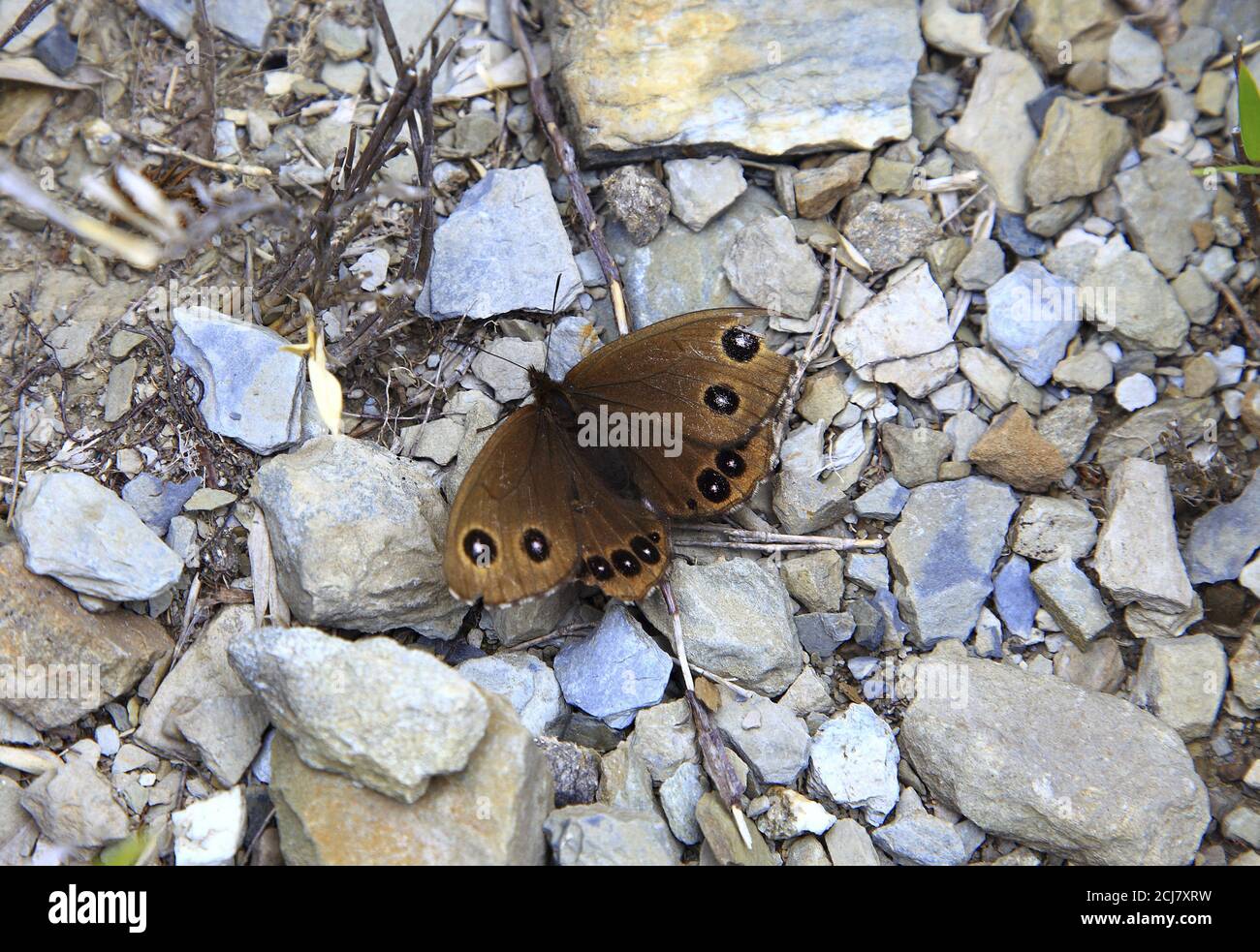 Yongze snake eye butterfly hi-res stock photography and images - Alamy