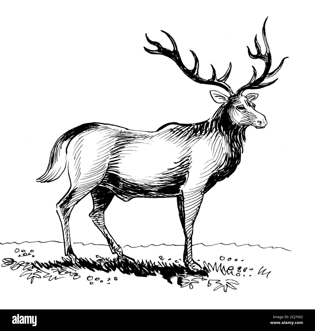 Standing stag-deer. Ink black and white drawing Stock Photo - Alamy