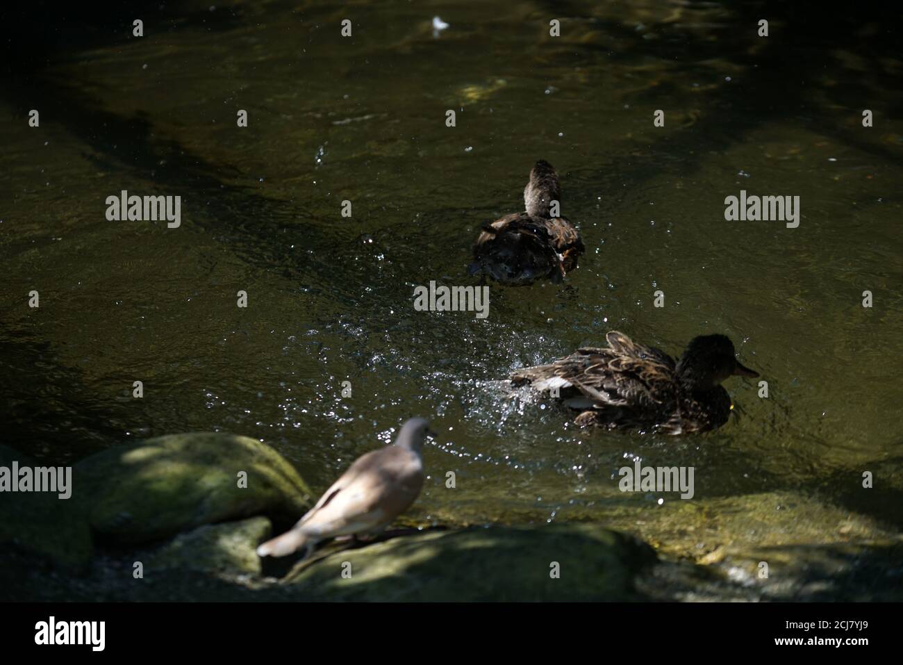 High angle shot of duck and a dove in a pond with clear water at ...