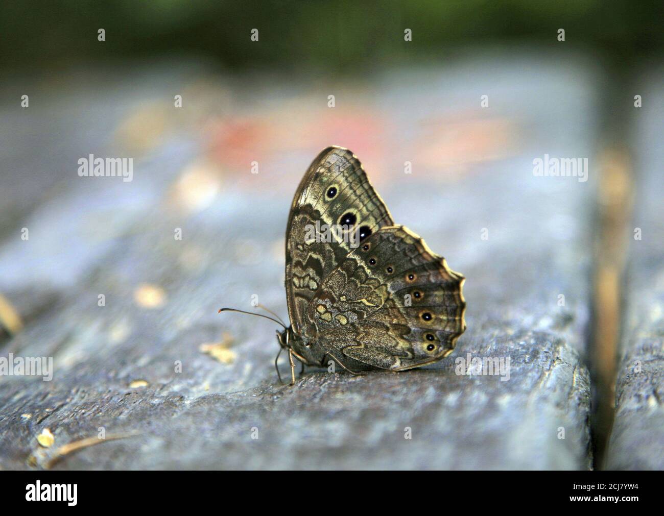 Yongze Yellow Spot Butterfly Stock Photo - Alamy