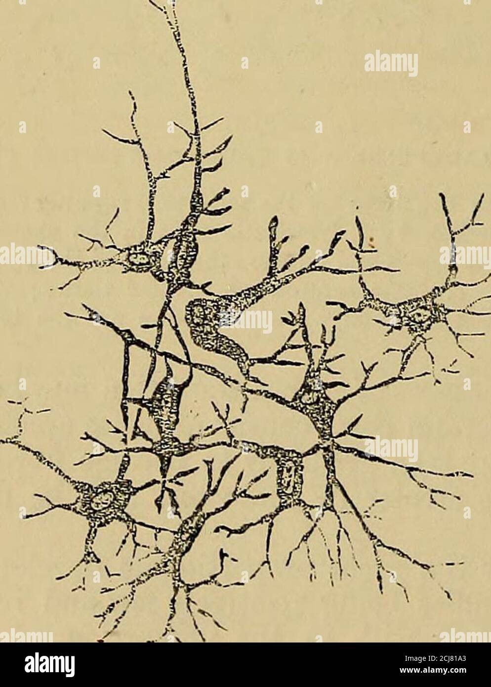 Lamellar surfaces hi-res stock photography and images - Alamy