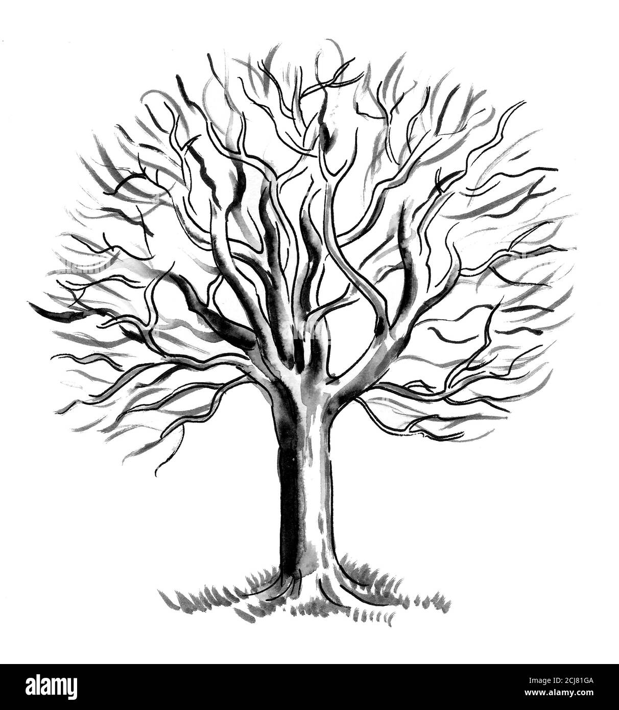Bare autumn tree. Ink black and white drawing Stock Photo - Alamy