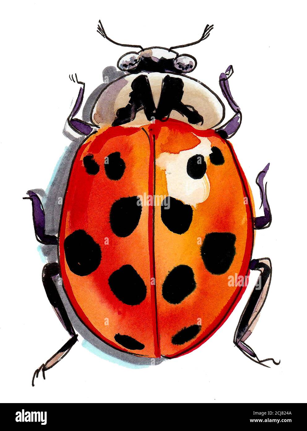Ladybug drawing hi-res stock photography and images - Alamy