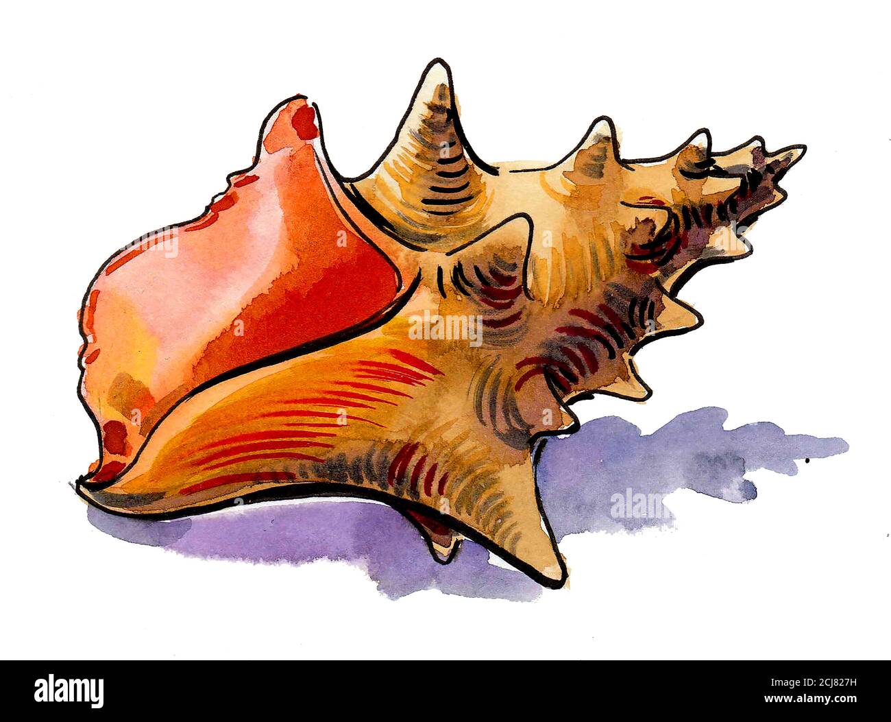 Colorful seashell. Ink and watercolor drawing Stock Photo - Alamy