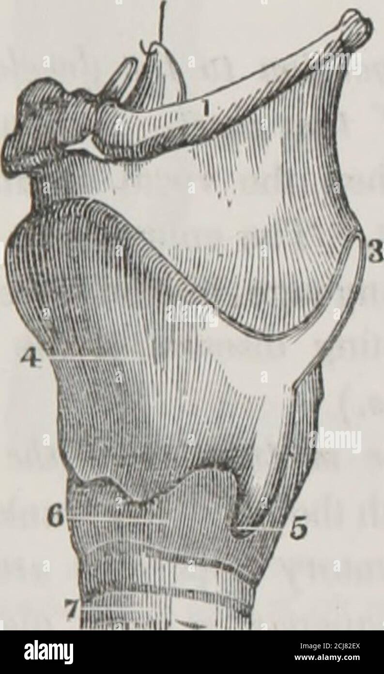 . First book on anatomy, physiology, and hygiene : for grammar schools ...