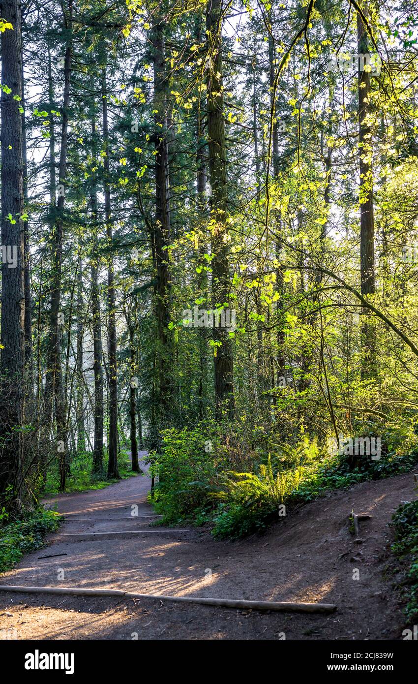 Scenic landscape with a winding hiking trail among the wild forest in ...