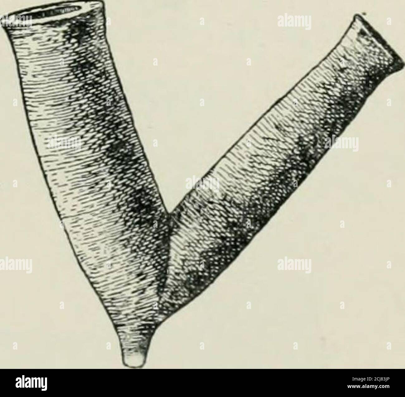 Tobacco pipe fish hi-res stock photography and images - Alamy