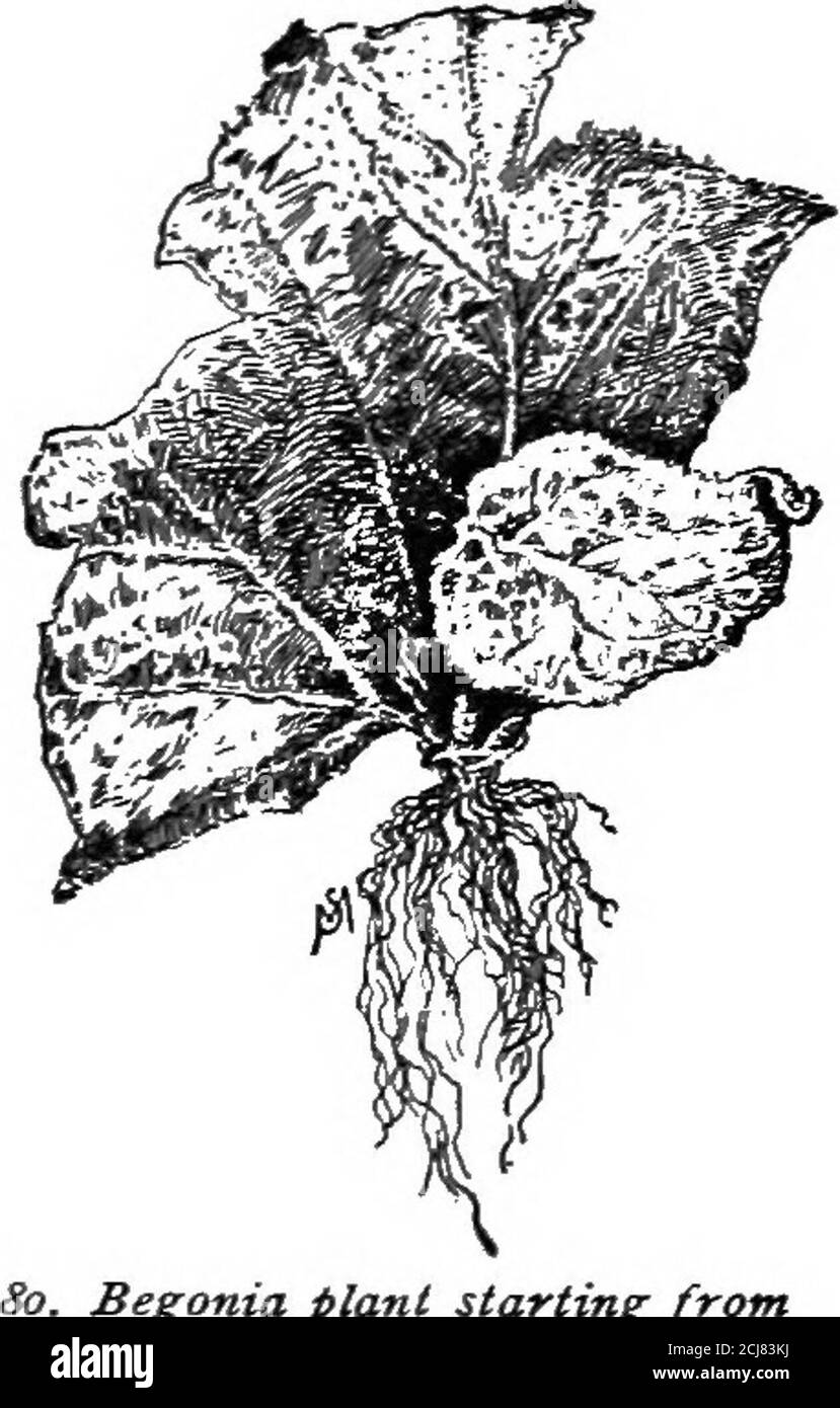 Leaf vein cutting Black and White Stock Photos & Images - Alamy