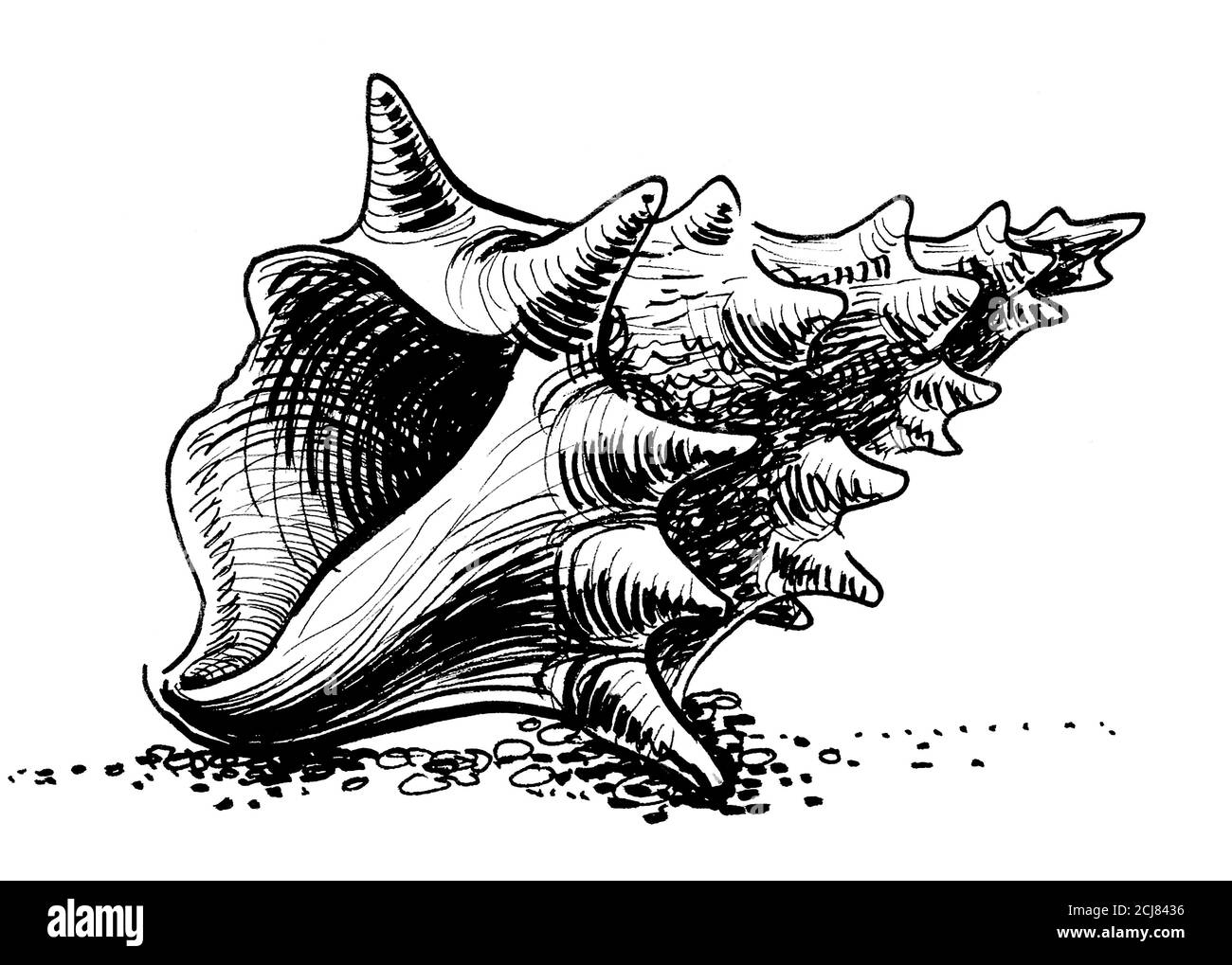 Seashell on the beach. ink black and white drawing Stock Photo - Alamy