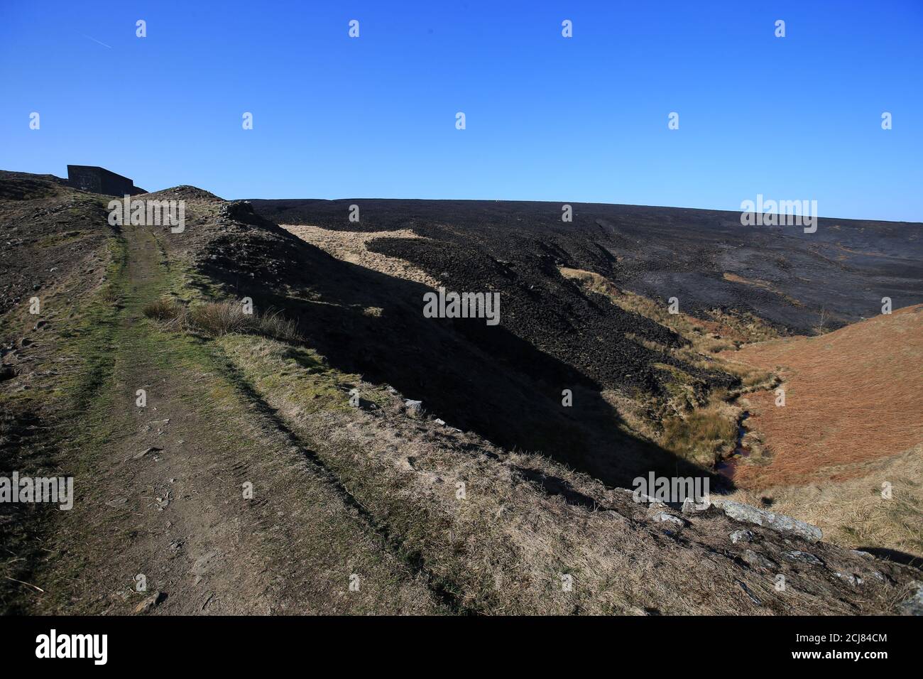 Close moss hi-res stock photography and images - Alamy