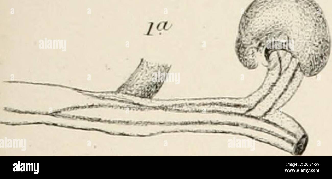 . On the germination, development, and fructification of the higher ...