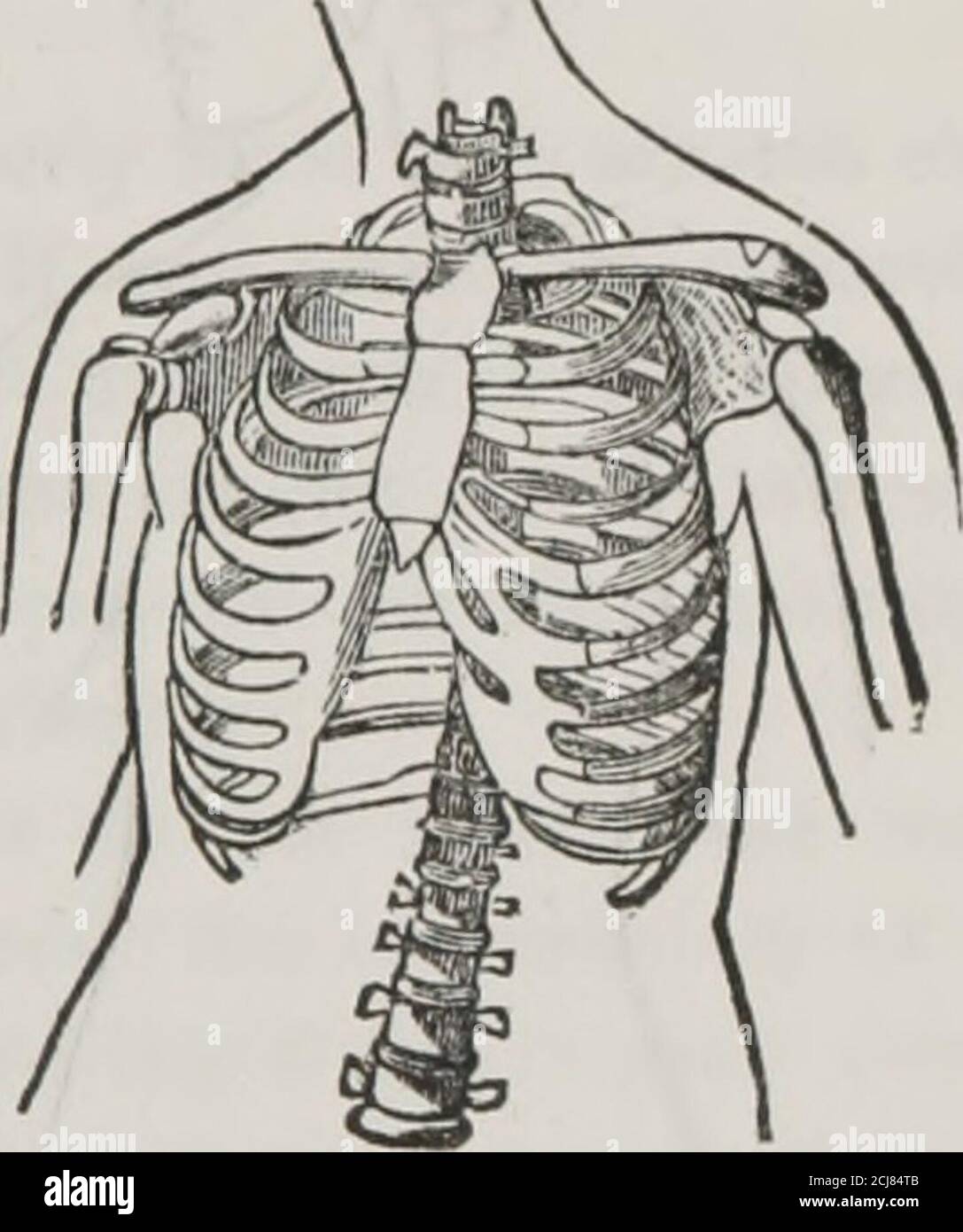 . First book on anatomy, physiology, and hygiene : for grammar schools ...