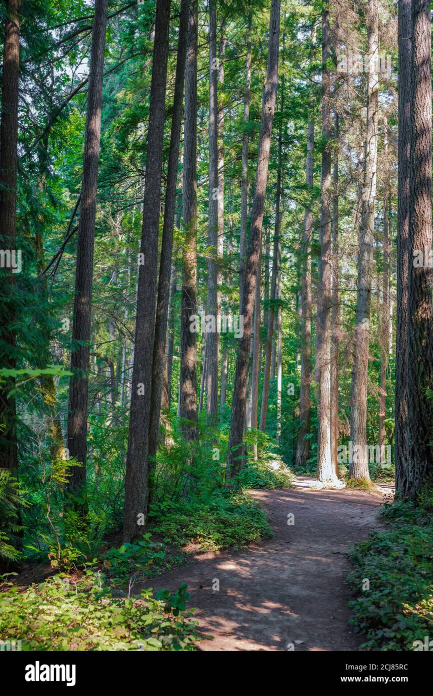 Scenic landscape with a winding hiking trail among the wild forest in ...
