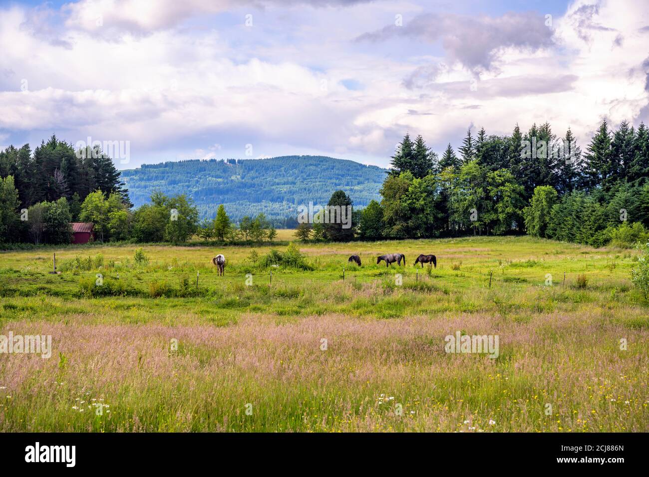Rural serene landscape with a wide meadow with lush grass on a hillside ...