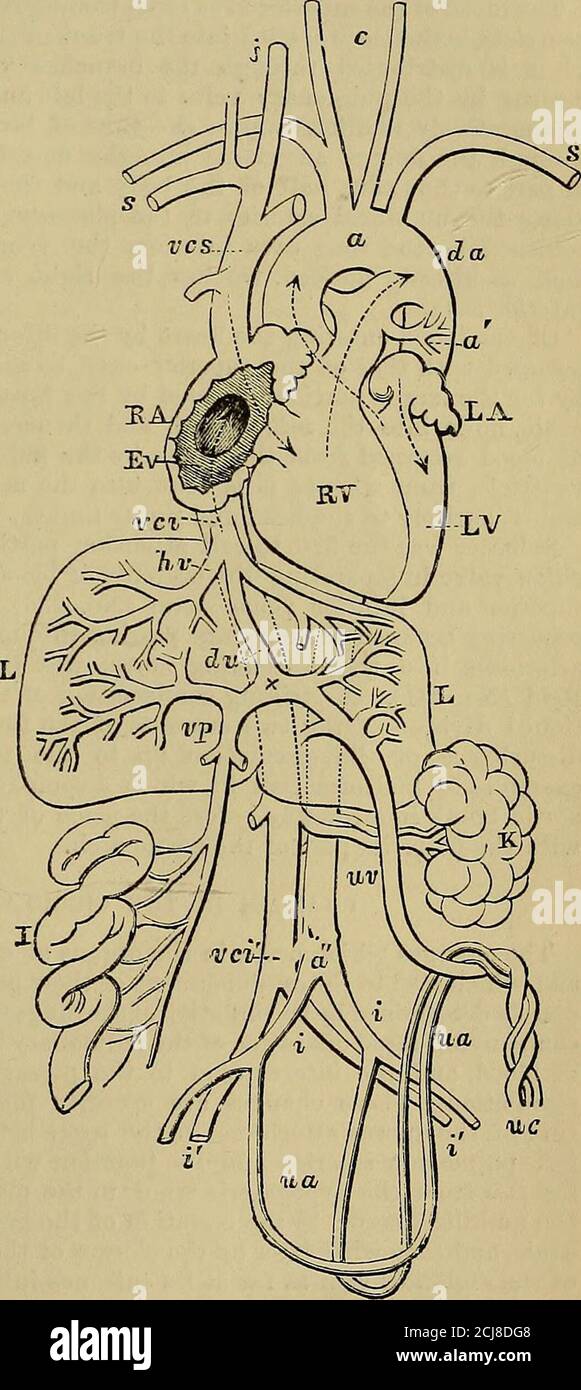 . Quain's elements of anatomy . ; uc,umbilical cord cut short; i ...