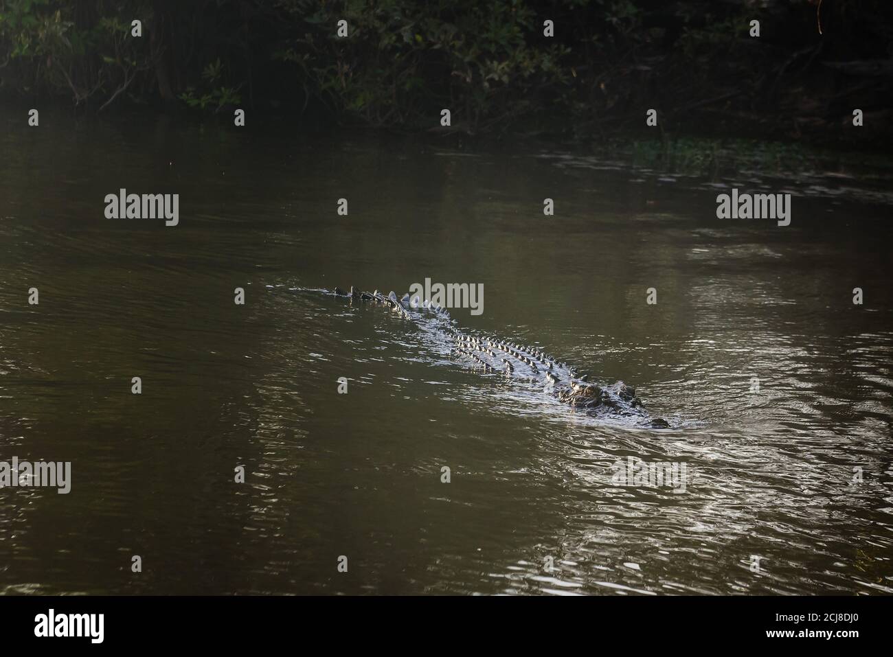 Arizona alligator lizard hi-res stock photography and images - Alamy