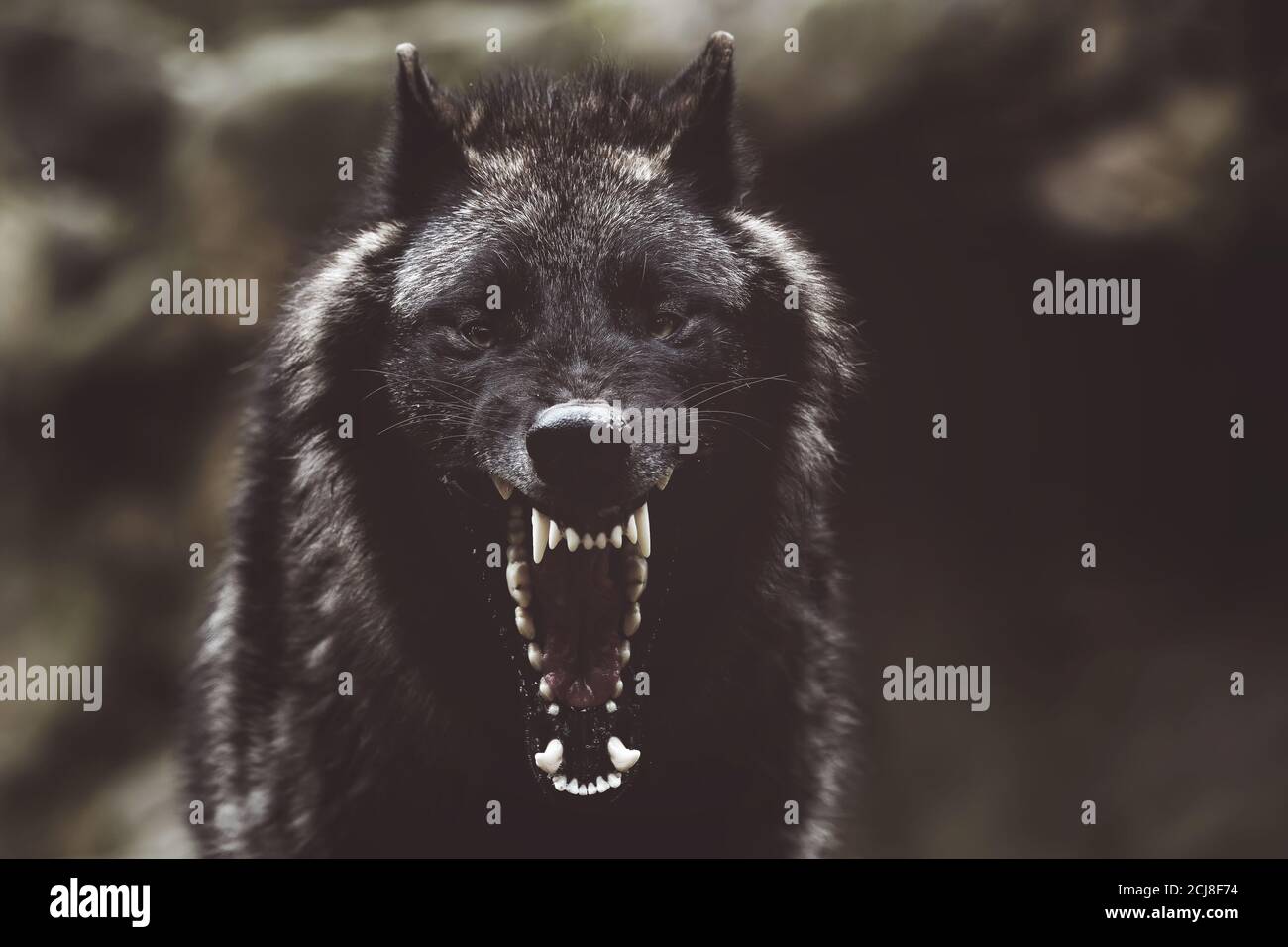 Soft focus of a fierce growling black wolf with sharp teeth Stock Photo ...