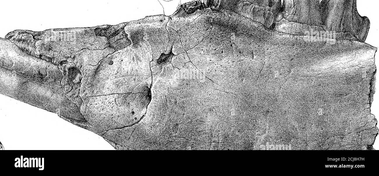 Diprotodon hi-res stock photography and images - Alamy