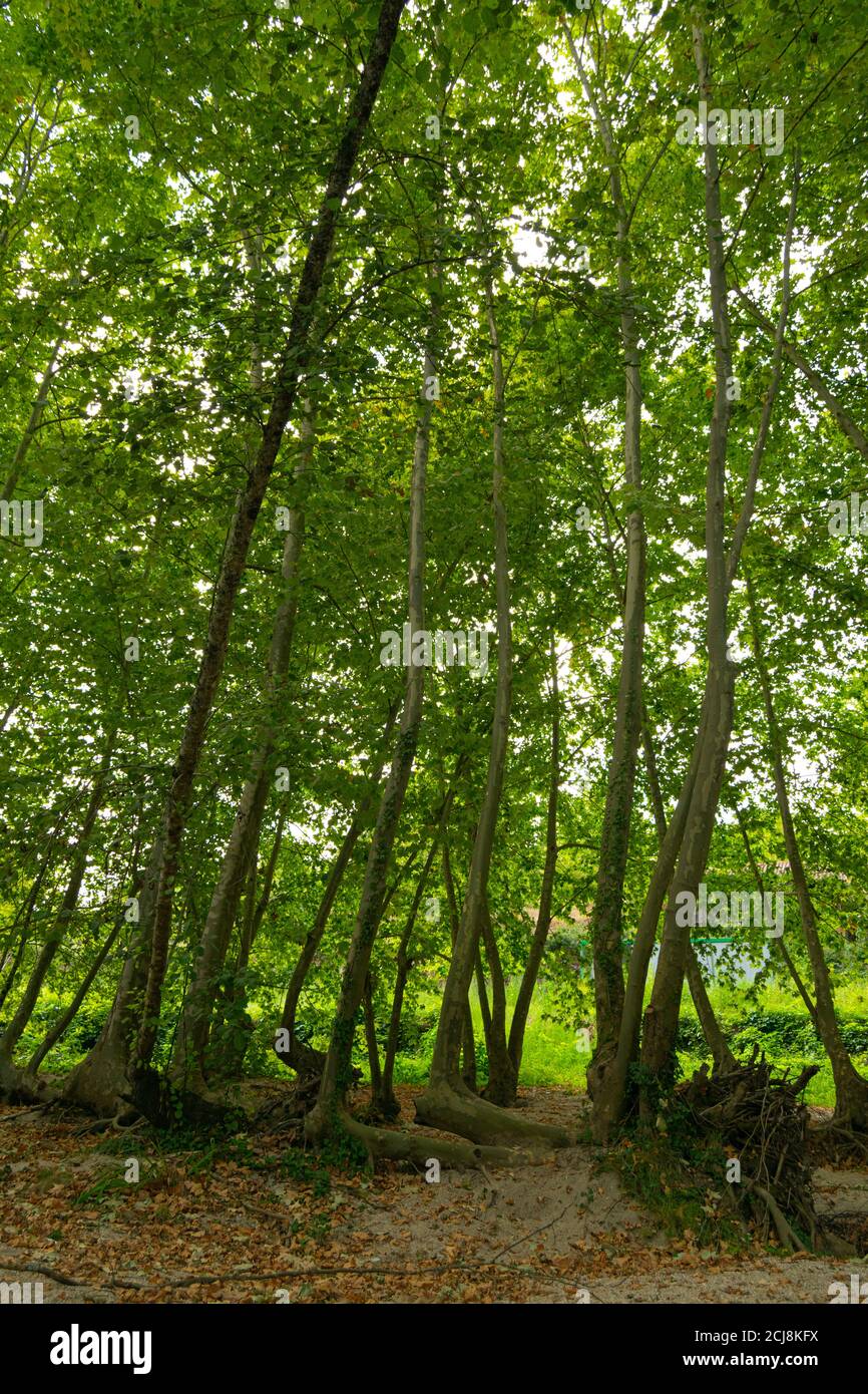 Recovered fallen tree hi-res stock photography and images - Alamy