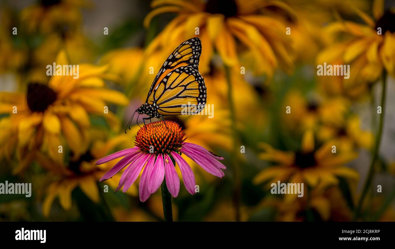 Monarch Butterfly on an Echinacea Purple Coneflower Stock Photo - Alamy
