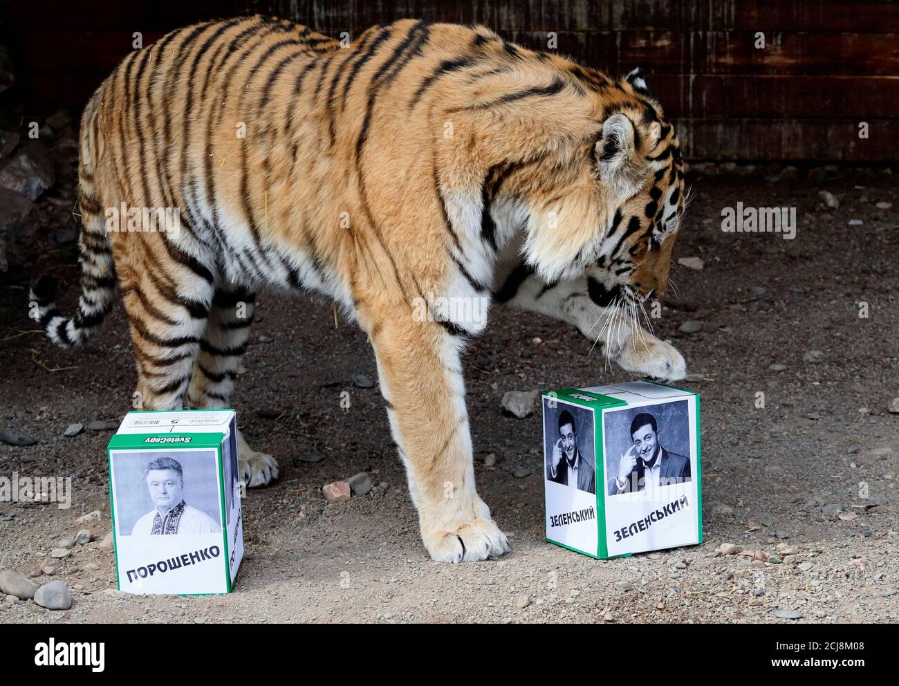 Zoo tiger in a box hi-res stock photography and images - Alamy