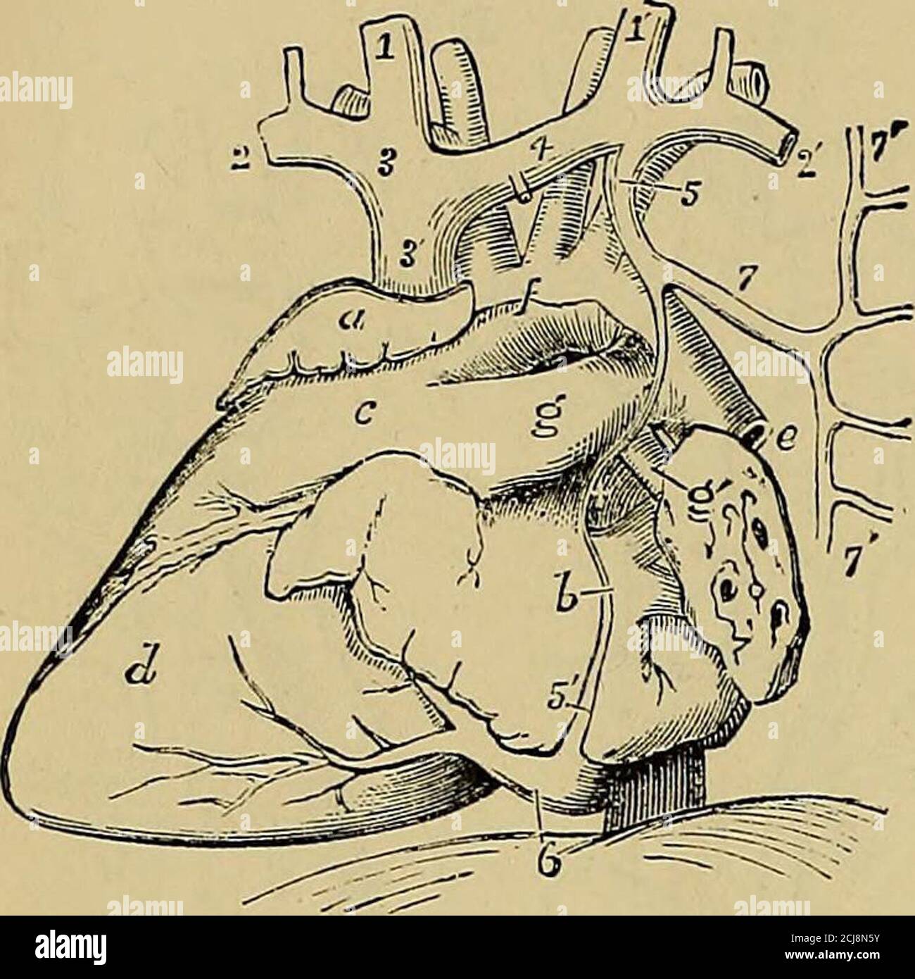 . Quain's elements of anatomy . vein ; 7, 8, some of the ...